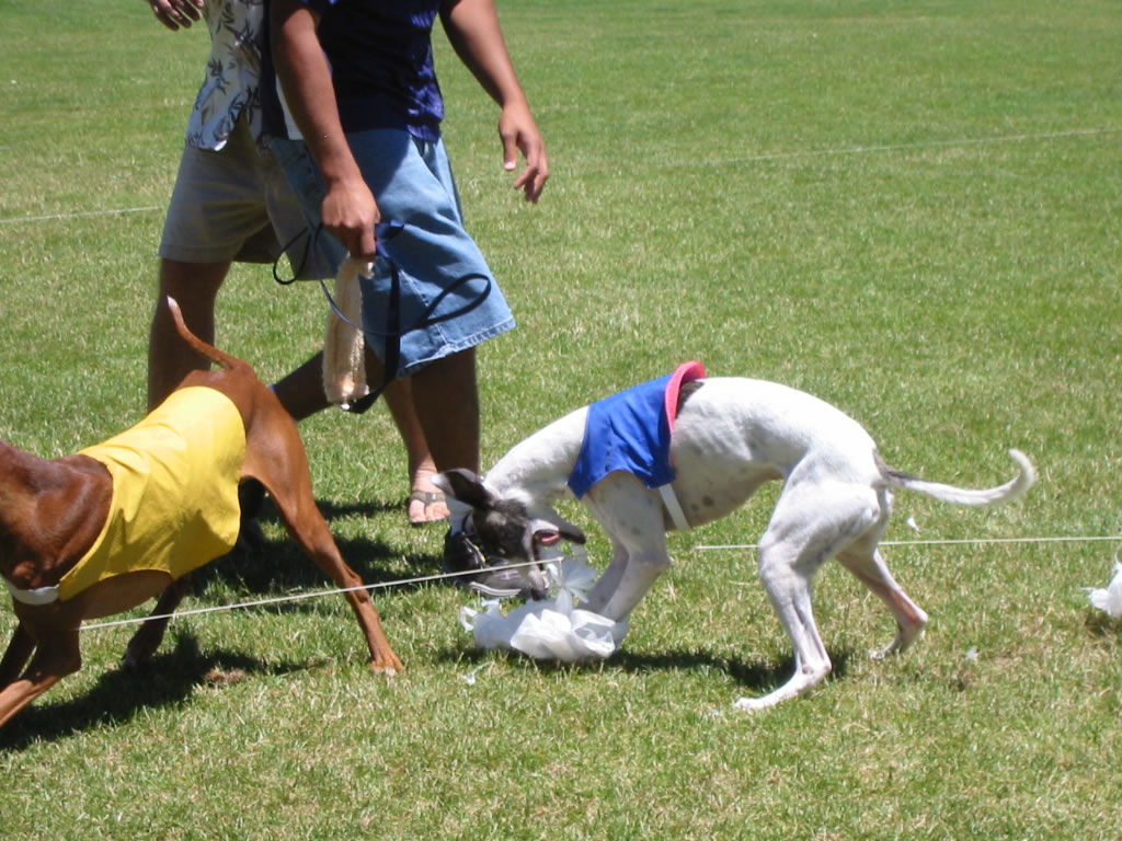 Lure Coursing 7-12-2003 Lure Coursing 7-12-2003